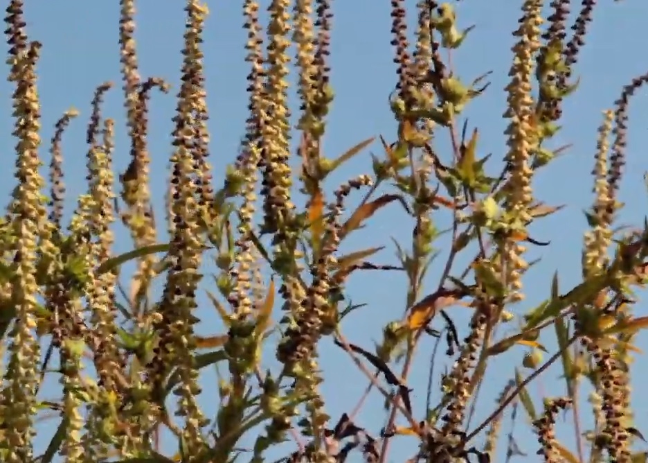 Fall Allergy Season Starts Now | Mercy