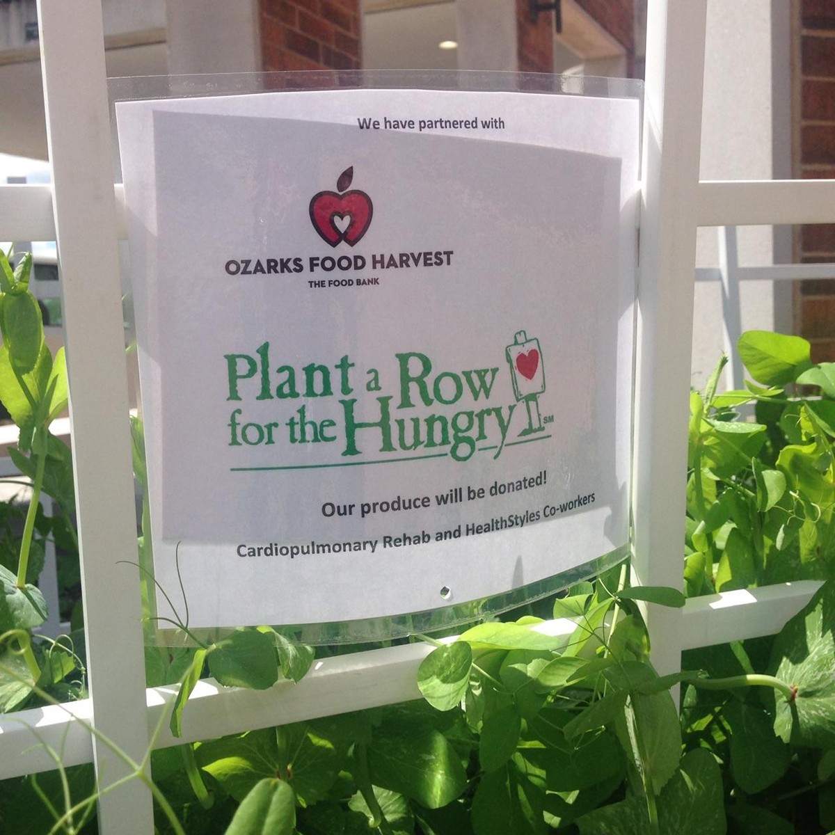 Mercy Co-Workers Turn Flower Beds into Vegetable Gardens | Mercy